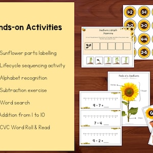 Sunflower Unit Study, Sunflower Lifecycle, Parts of Sunflower ...