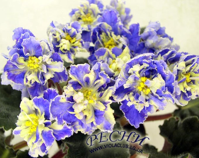 Rs-zhar Ptica/firebird African Violet Leaf Cutting - Etsy