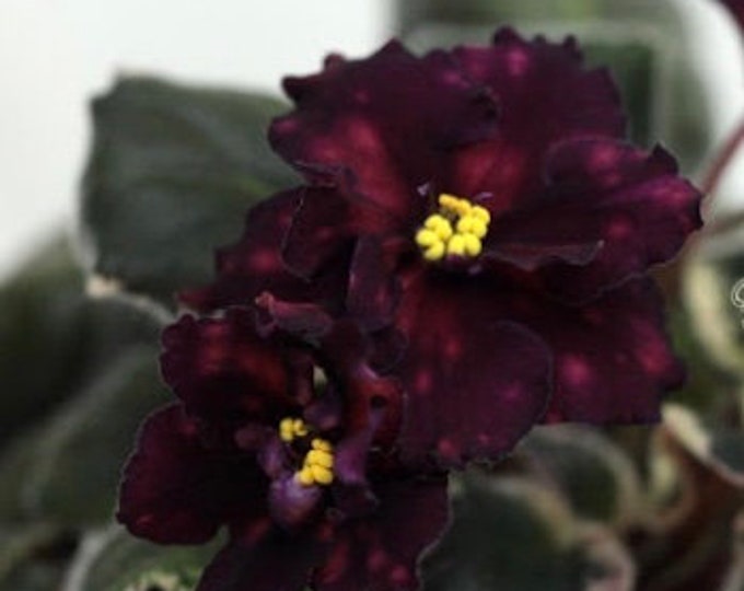 Rs-pifagor African Violet Plant - Etsy