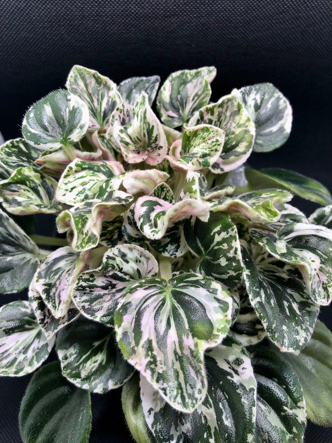 Os-dyshy Siyanie Miniature African Violet Plant - Etsy Canada