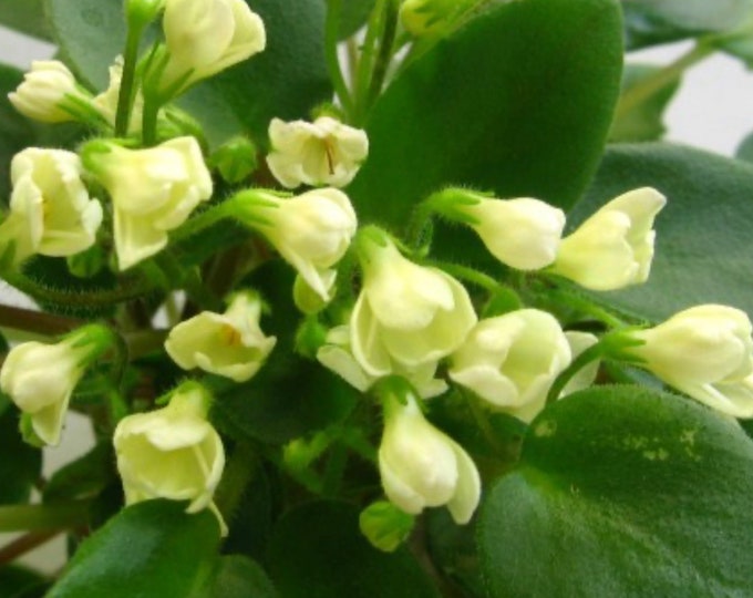 Chantaspring Miniature African Violet Plant - Etsy