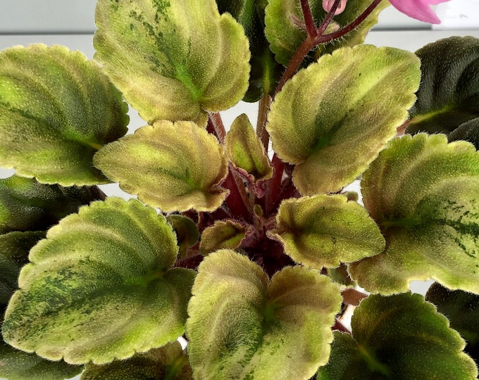 Mac’s Tiamat Miniature African Violet Leaves Cutting - Etsy