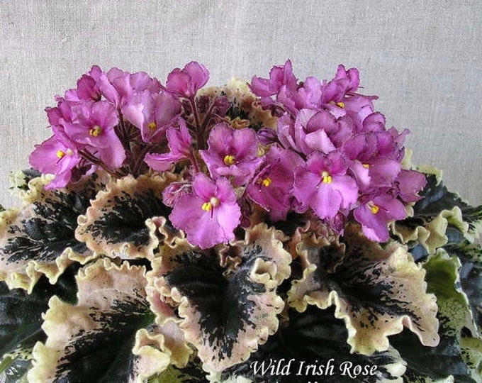 Wild Irish Rose African Violet Plant - Etsy