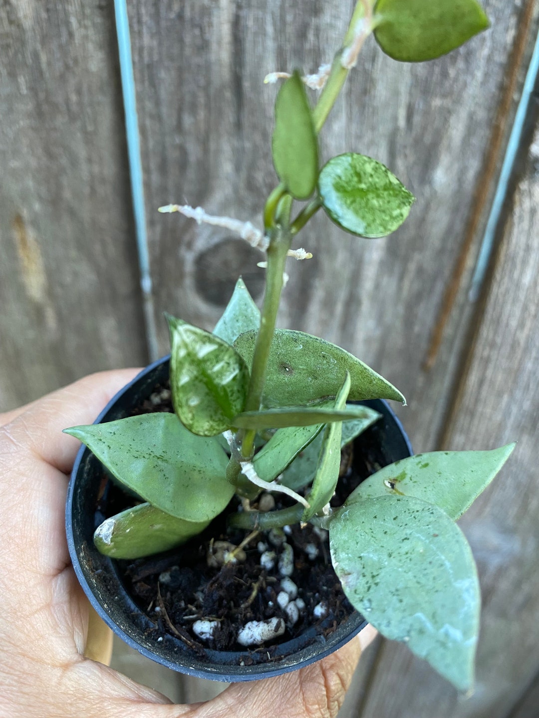 Hoya Krohniana Super Silver Rooted and Actively Growing Plant - Etsy