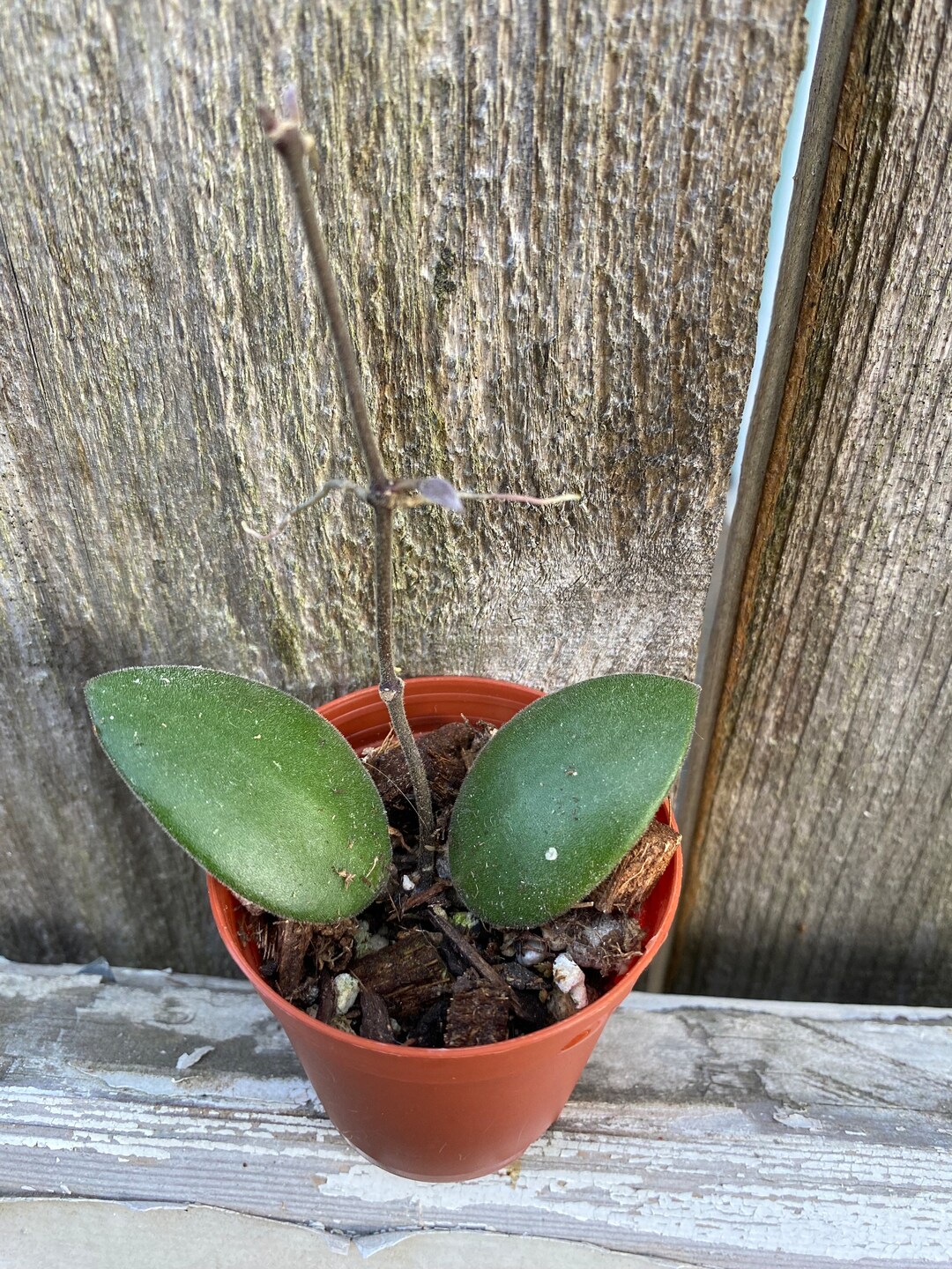 Hoya Sp. Cebu City , Rooted, Fuzzy Leaves - Etsy