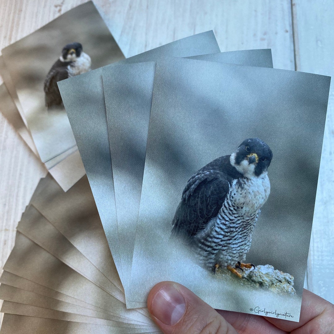 Peregrine Falcon Stickers Bird of Prey A7 Paper Sticker Pack - Etsy