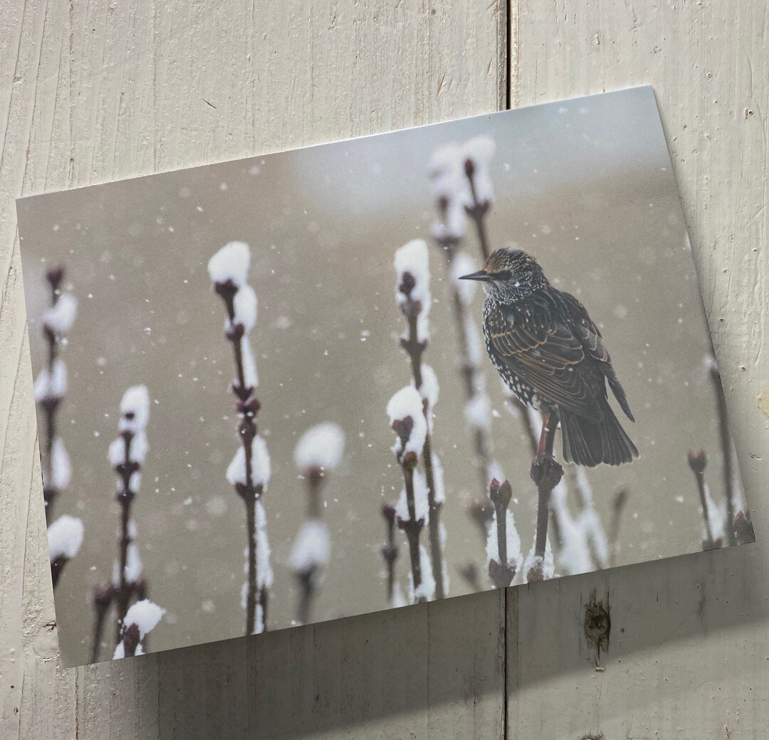 Starling Greetings Card - Etsy