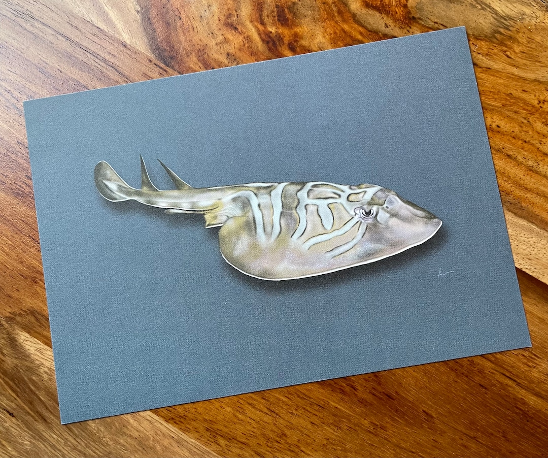 Banjo Shark or Eastern Fiddler Ray Postcard Print - Etsy Australia