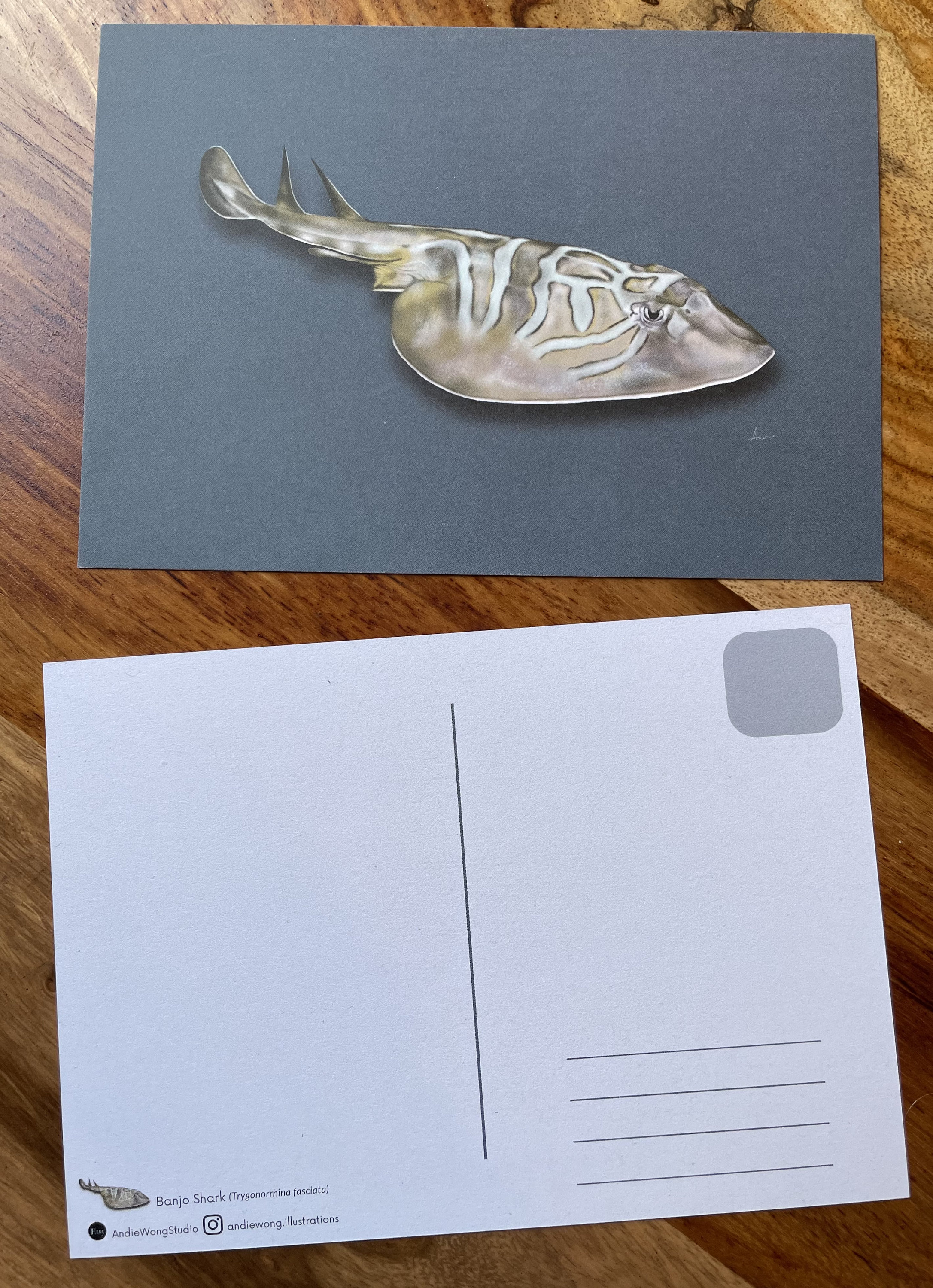 Banjo Shark or Eastern Fiddler Ray Postcard Print - Etsy Australia