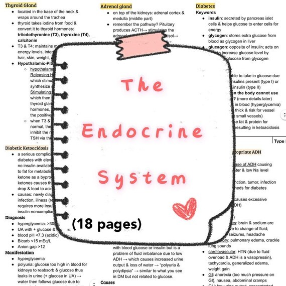 The Endocrine System - Etsy
