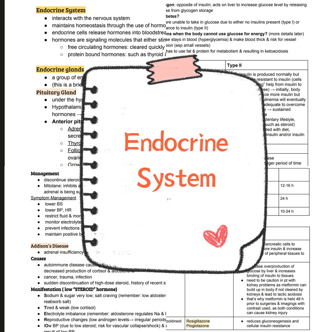 The Endocrine System - Etsy