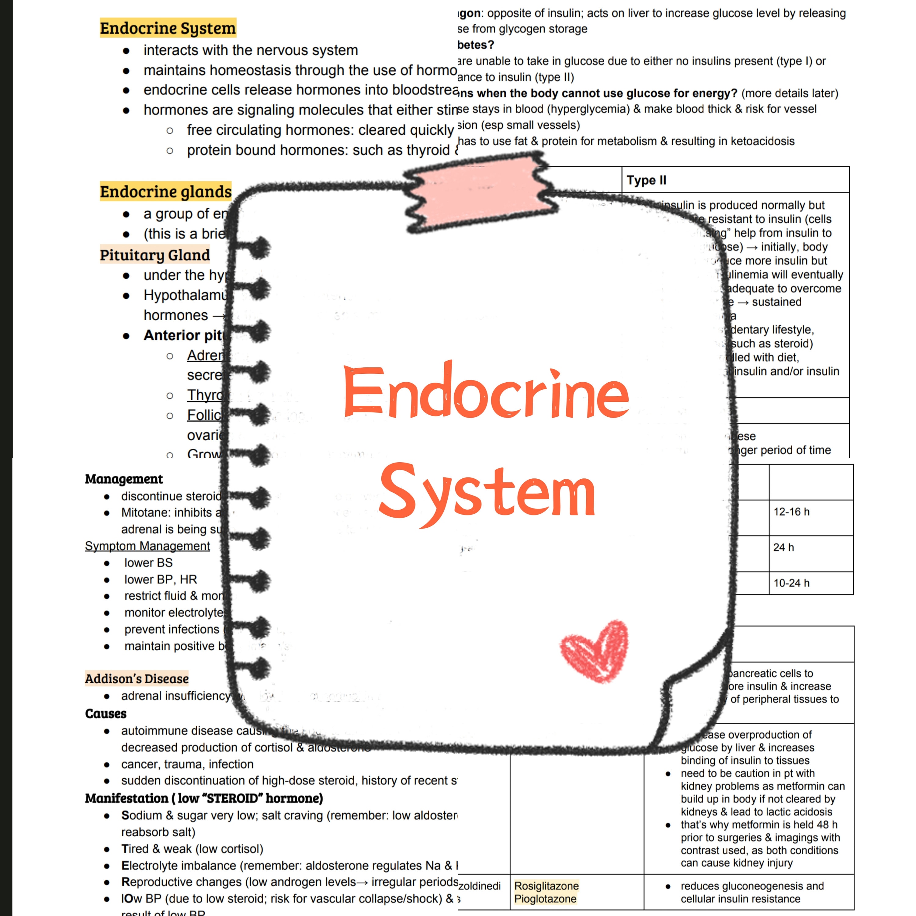 Endocrine System Diseases For Kids