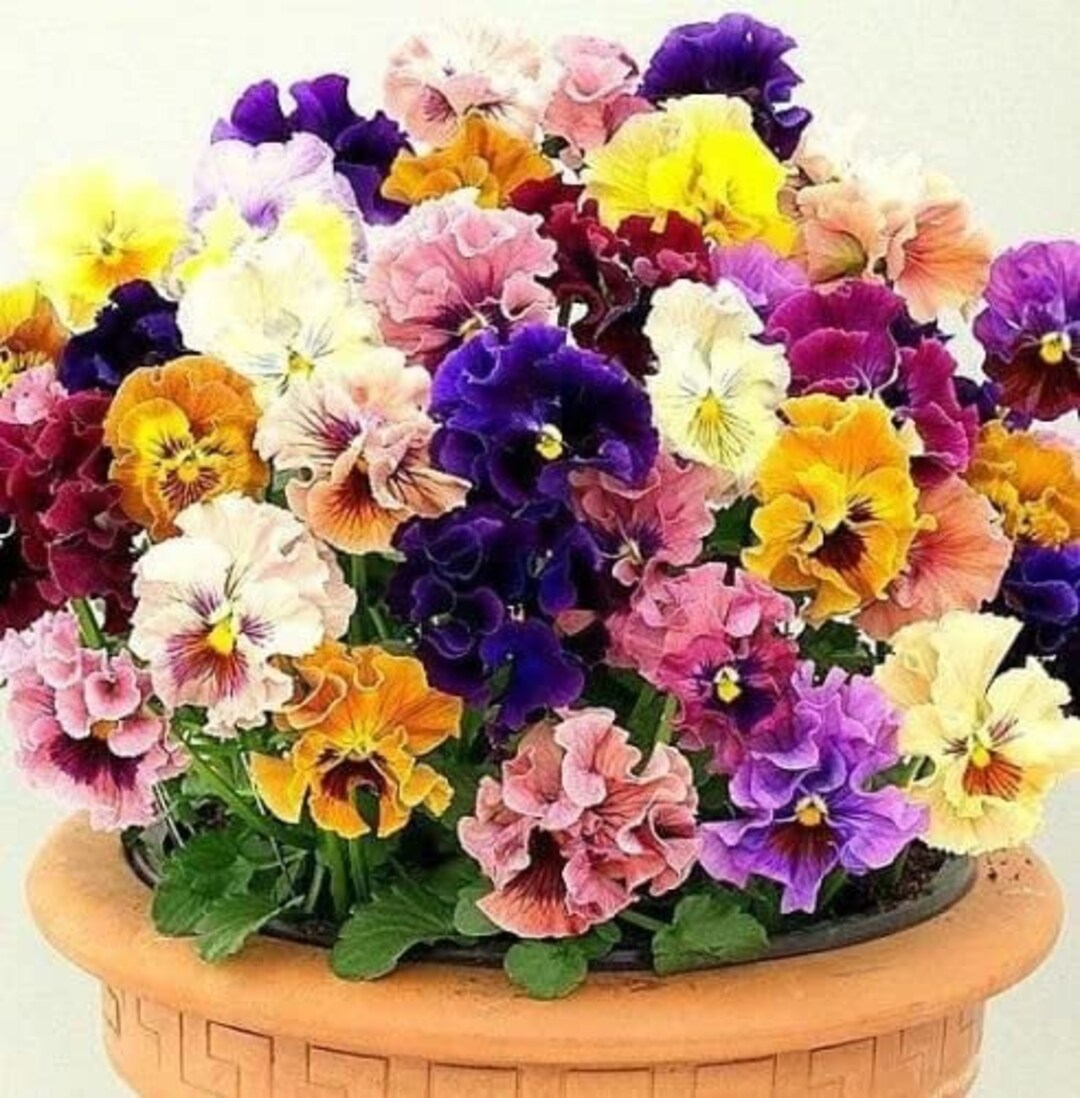 Flower Seeds Pansy Giant Viola terry Rococo Mix - Etsy Canada