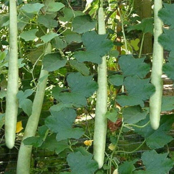 Squash Seeds - Etsy