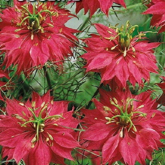Rare Original Flower Seeds Nigella Red. Nigella | Etsy