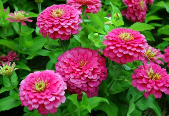 Rare Original Seeds Flower Zinnia Dwarf Pink. | Etsy