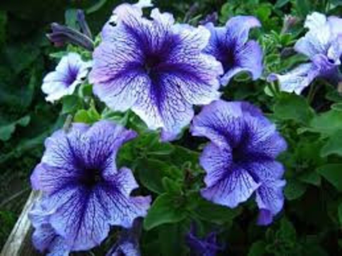 Rare Original Flower Seeds Petunia Daddy Blue F1 | Etsy