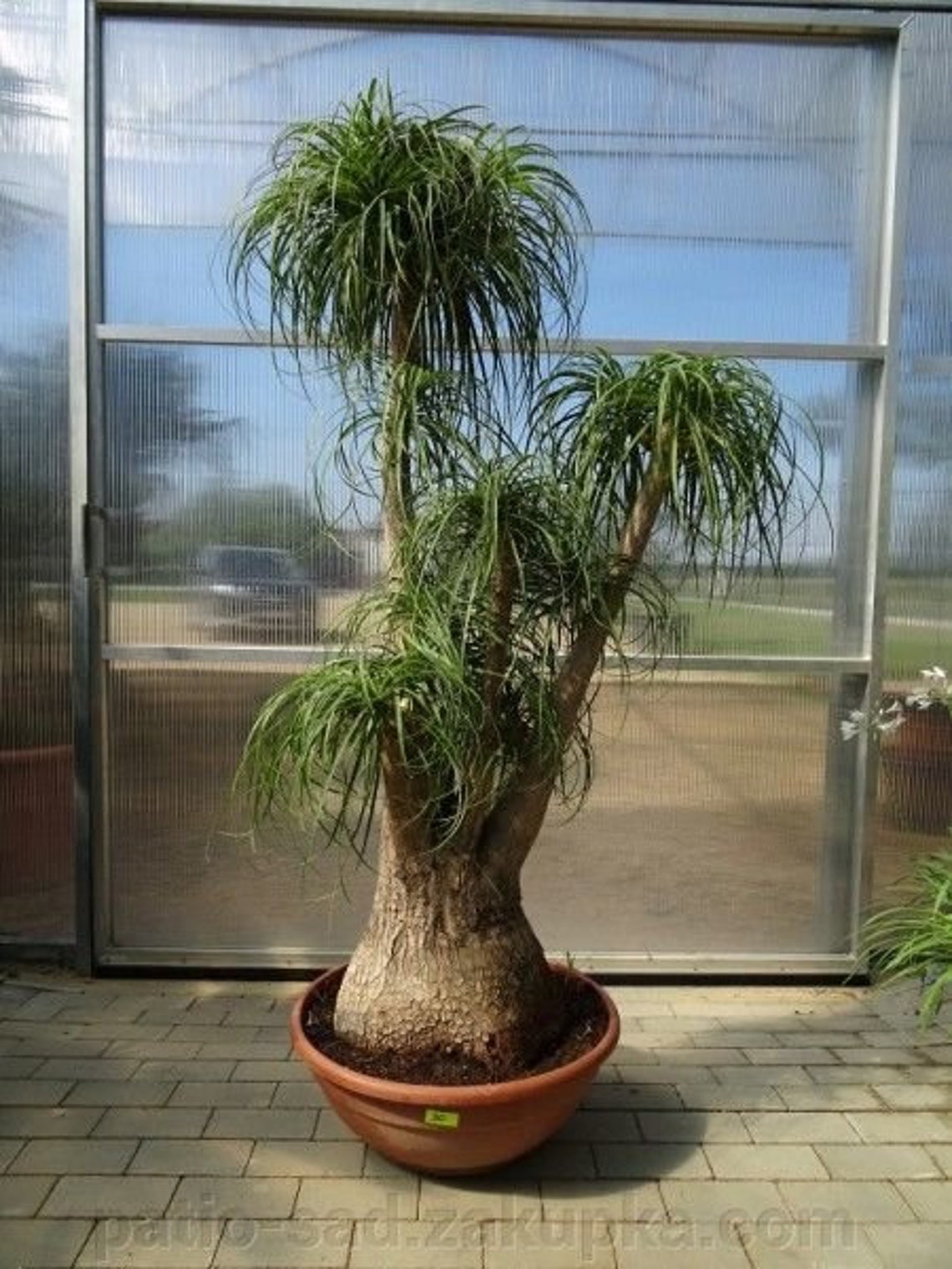 Rare Organic Flower Seeds Nolin Bottle Tree nolina Recurvata | Etsy