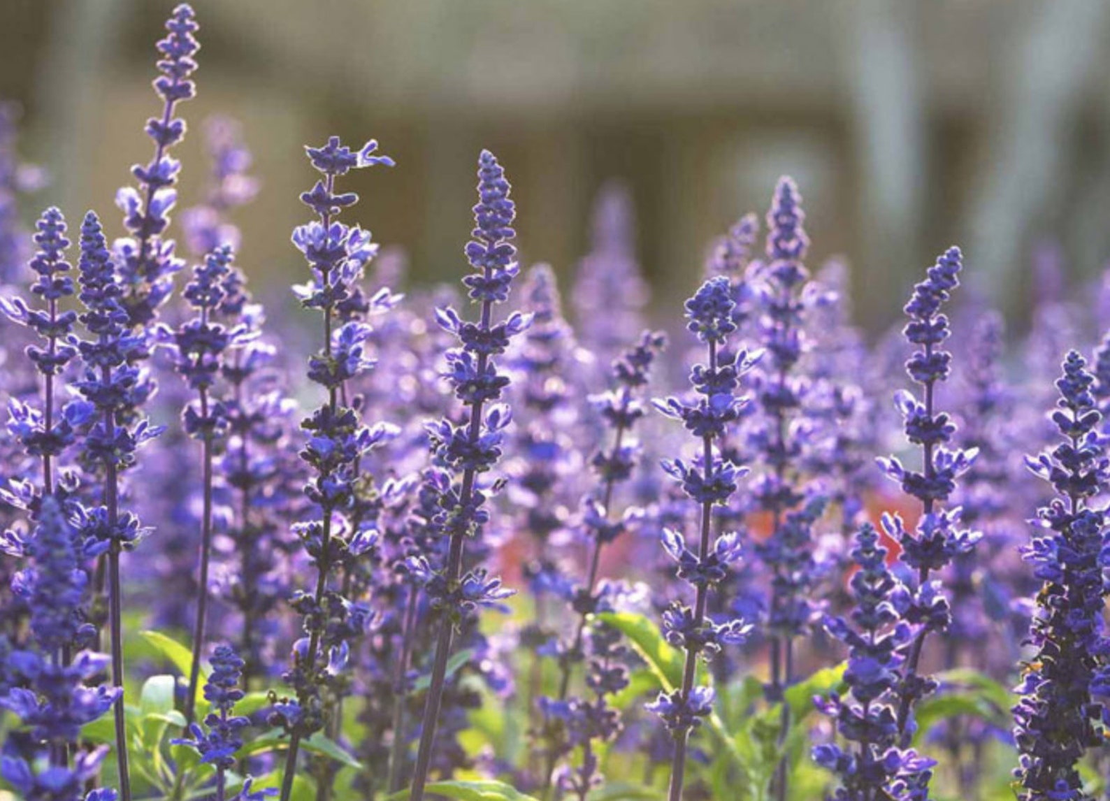 Rare Organic Herb Wild Sage Seeds lekarstvennaya - Etsy Canada