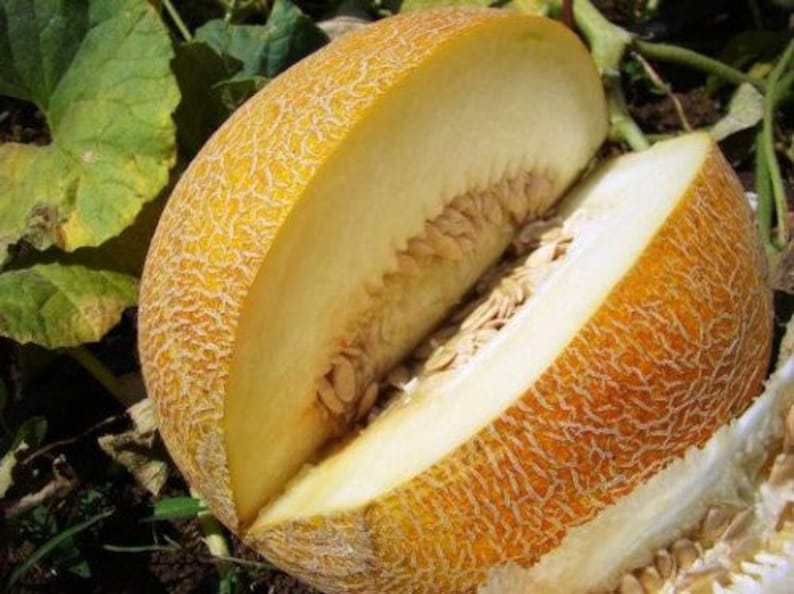 Rare Original Vegetable Melon Seeds honey Tale. | Etsy
