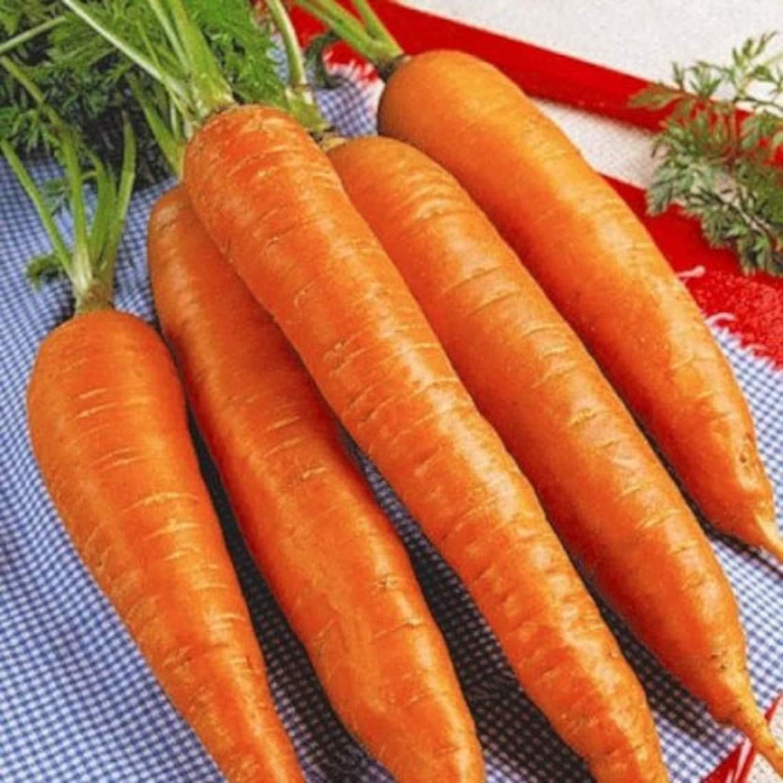 Rare Original Vegetable Carrot Seeds Queen of | Etsy