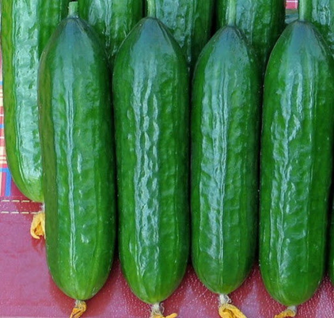 Rare Ukrainian Organic Natural Vegetable Cucumber Seeds | Etsy