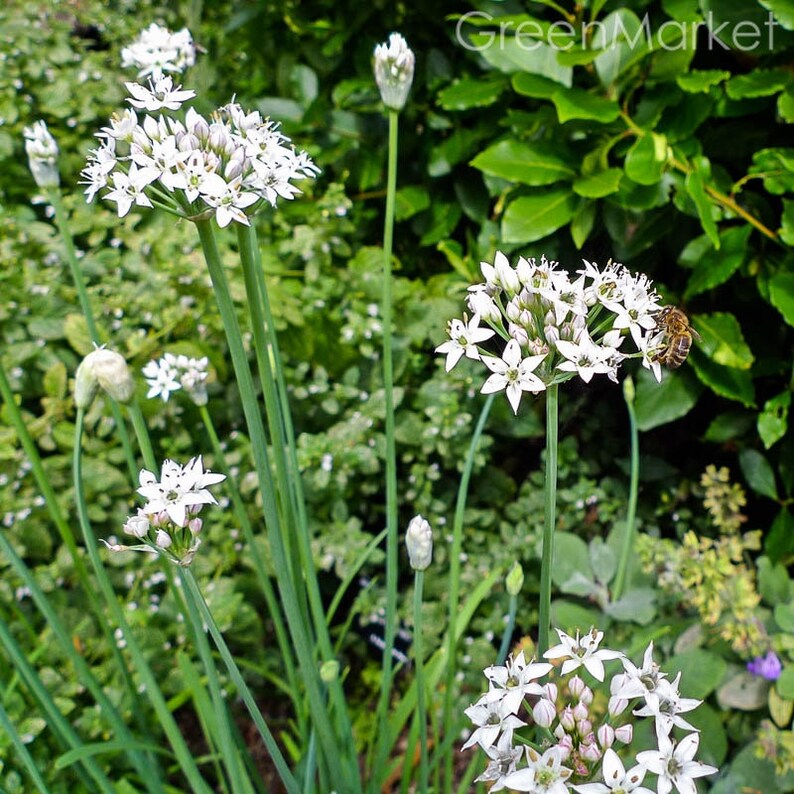 Rare Original Vegetable Seeds Onion fragrant. | Etsy