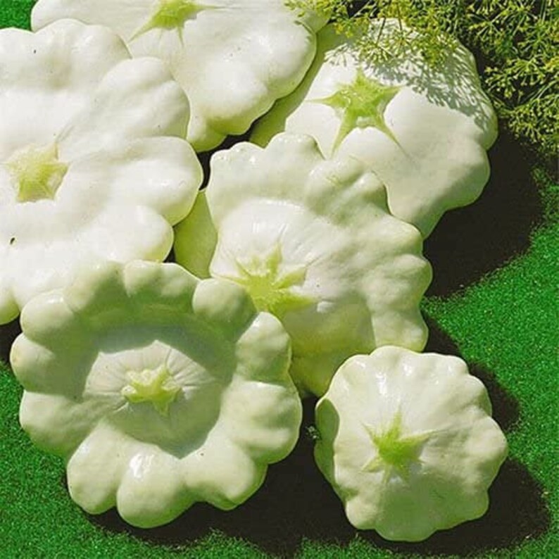 Rare Ukrainian Organic Vegetable Squash Seeds | Etsy