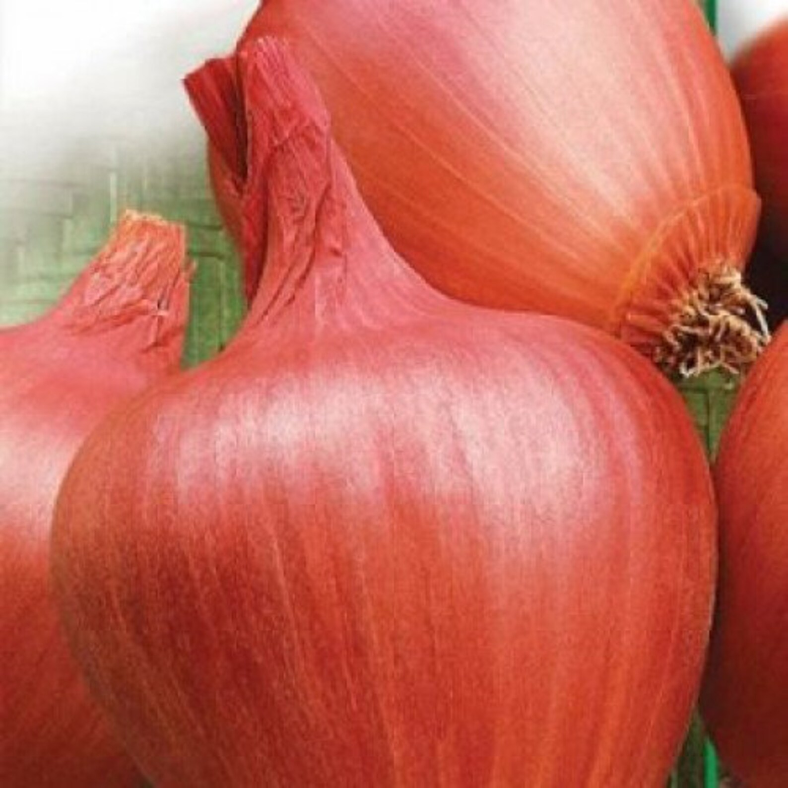 Rare Original Vegetable Seeds Onion Amphora. | Etsy