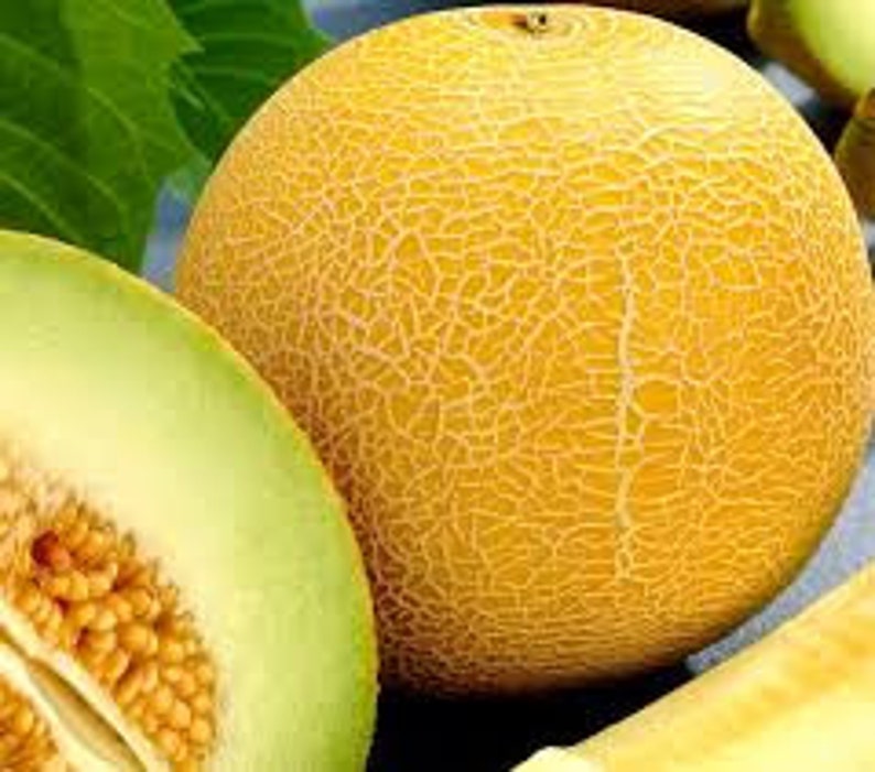 Rare Original Vegetable Melon Seeds honey Tale. | Etsy