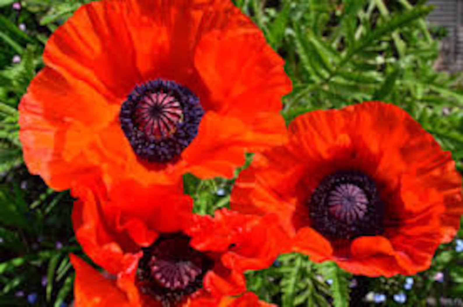 Rare Original Seeds Flower Poppy Oriental Red | Etsy