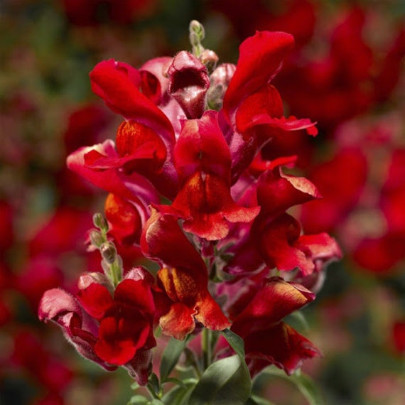 Organic Flower Giant Snapdragon Ruby Red antirrhinum Majus | Etsy