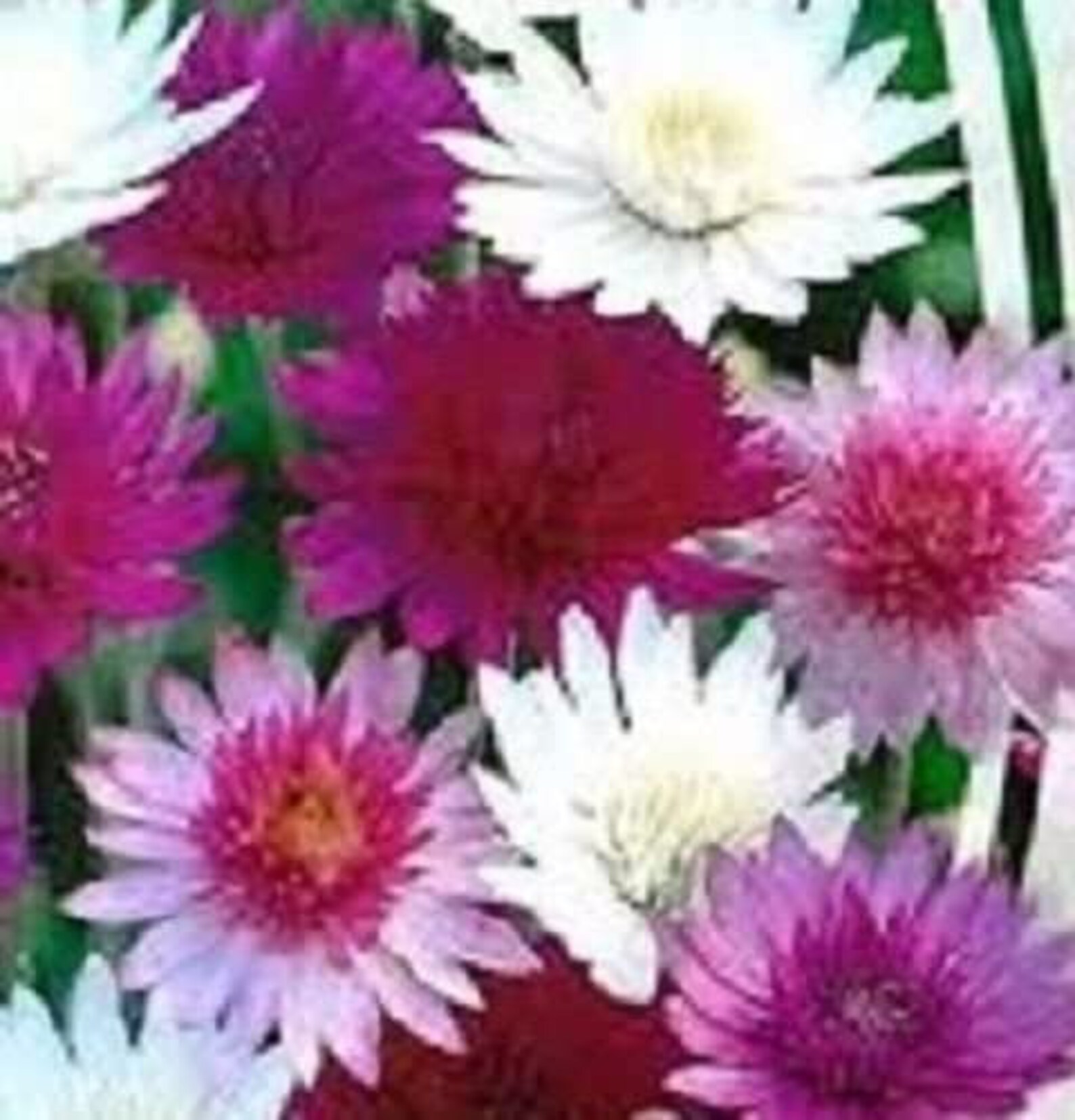 Rare Original Flower Seeds Dry flower Terry Mix | Etsy