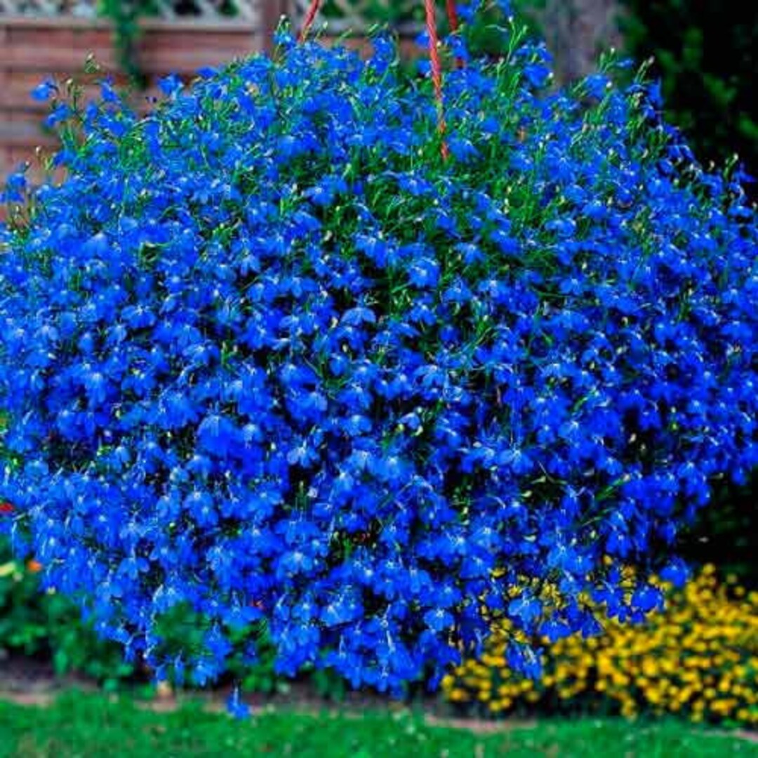 Organic Flower Seeds Lobelia blue Cascade lobelia - Etsy Canada