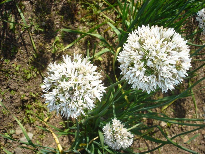 Rare Original Vegetable Seeds Onion fragrant. | Etsy