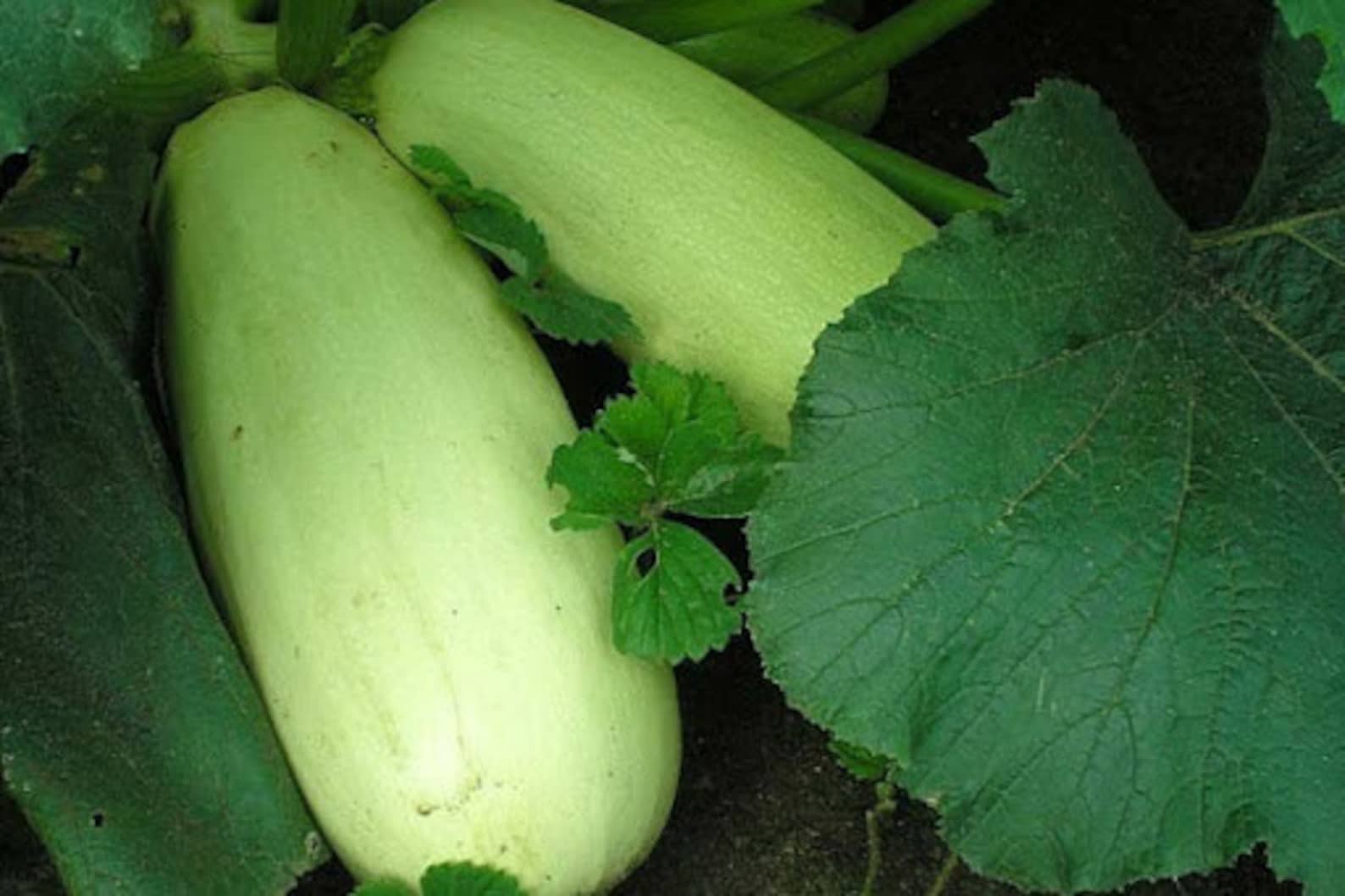 Rare Original Vegetable Squash Seeds gribovskiy. | Etsy