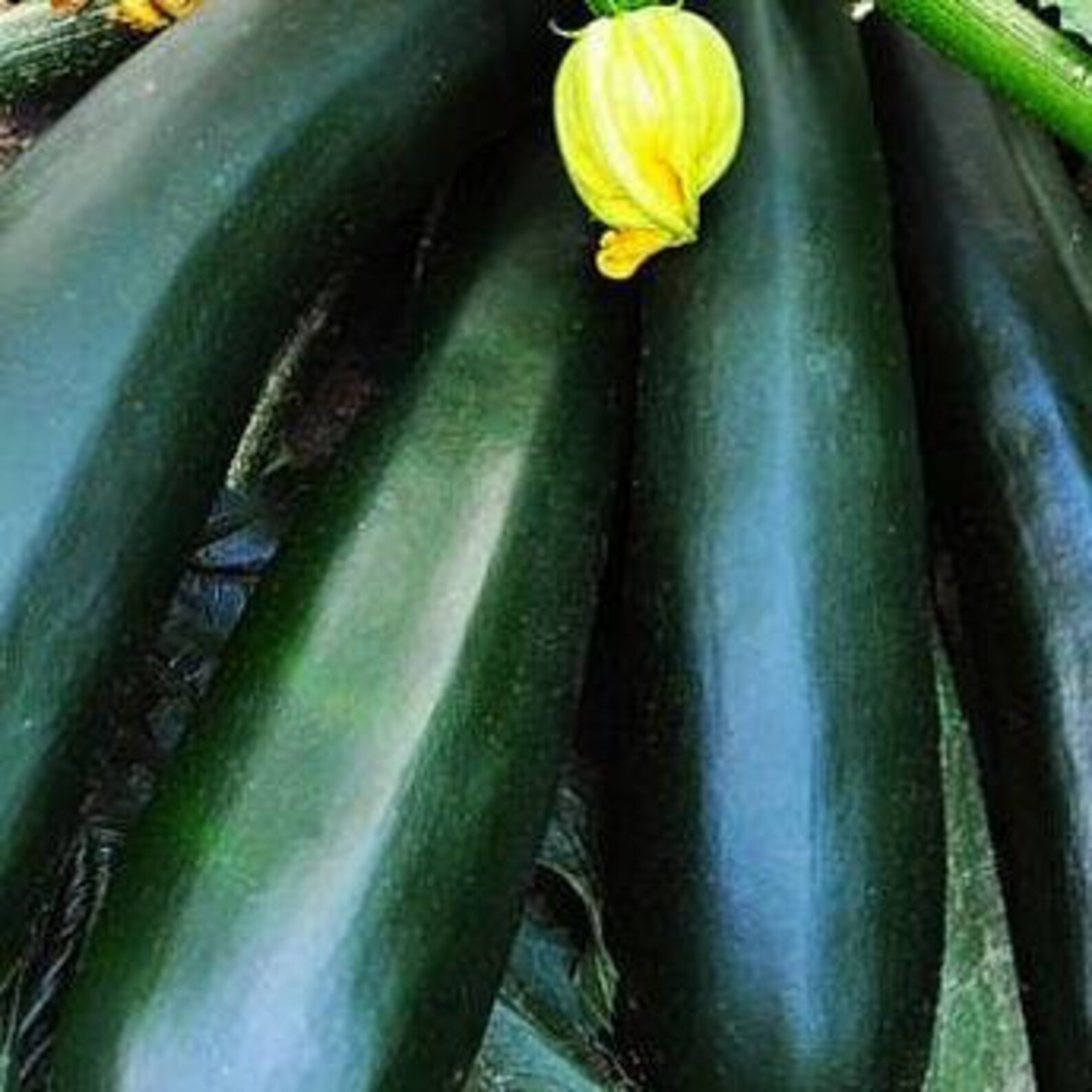 Rare Original Vegetable Squash seeds Cherniy | Etsy