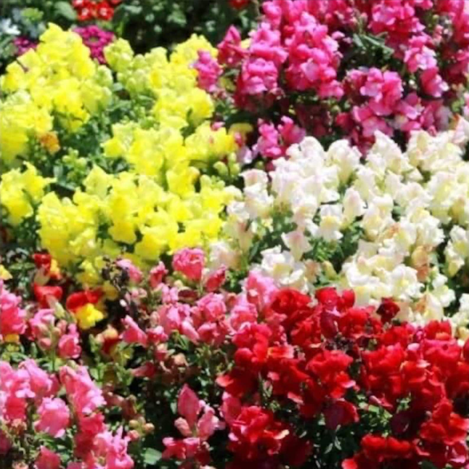 Organic Flower Seeds Snapdragon Dwarf Mix antirrhinum Majus - Etsy ...