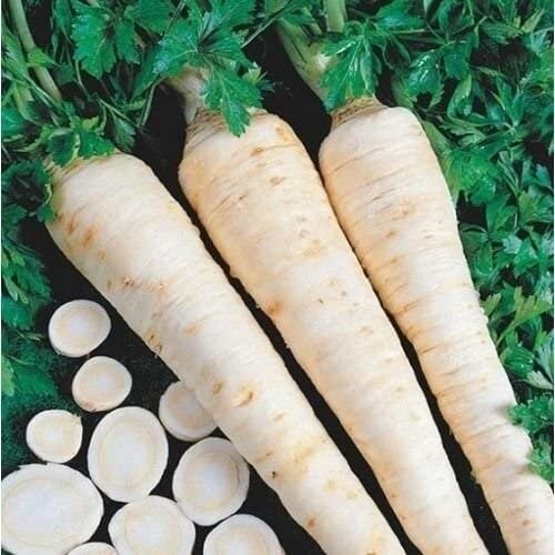 Rare Organic Heirloom Herb Seeds Root Parsley | Etsy