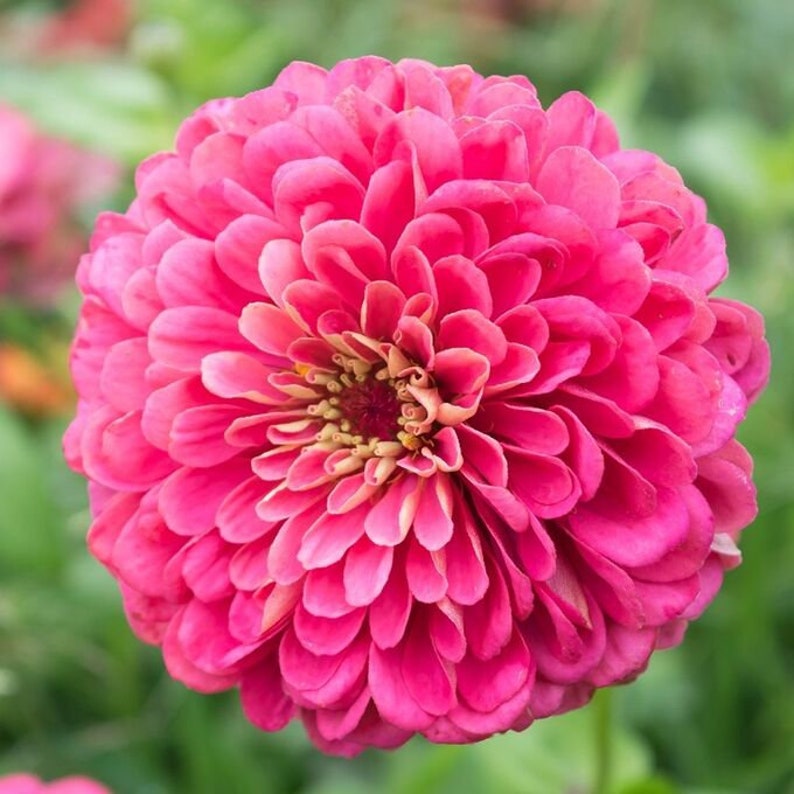 Rare Original Seeds Flower Zinnia Elegans | Etsy