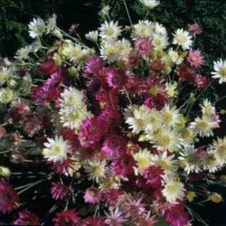 Rare Original Flower Seeds Dry Flower terry Mix | Etsy