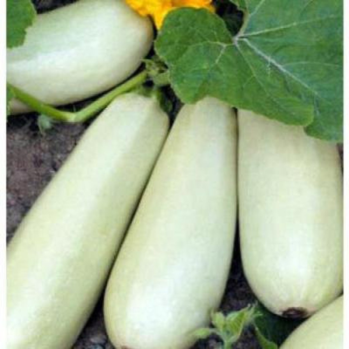Rare Original Vegetable Squash White Seeds - Etsy