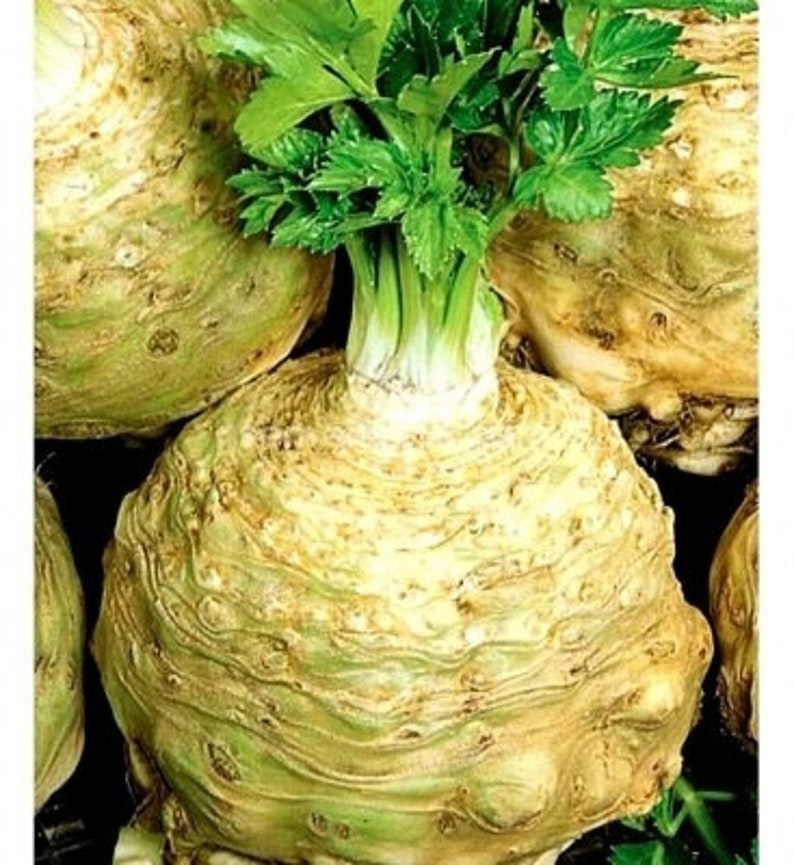 Graines de céleri-rave de légumes biologiques rares | Etsy