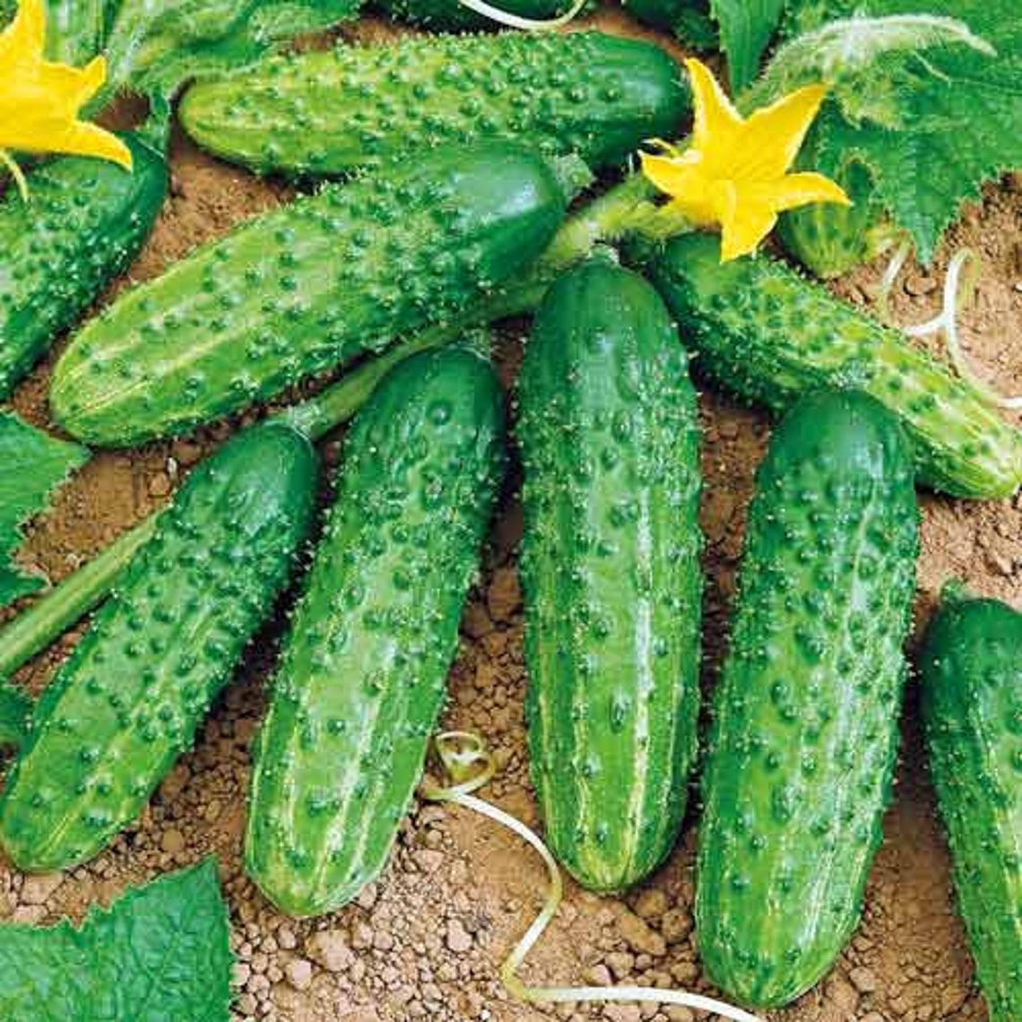 Rare Original Vegetable Cucumber Seeds golubchik - Etsy Australia