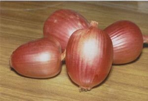 Rare Original Vegetable Seeds Onion Amphora. | Etsy