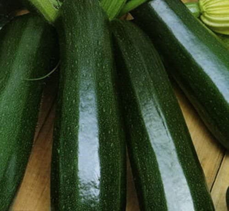 Rare Original Vegetable Squash seeds Cherniy | Etsy