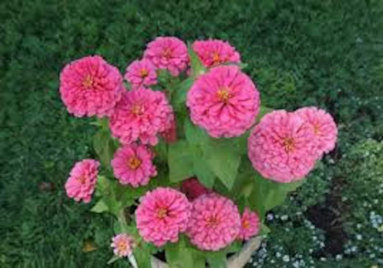 Rare Original Seeds Flower Zinnia Dwarf Pink. | Etsy