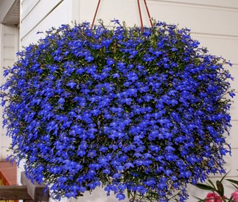 Organic Flower Seeds Lobelia Blue Cascade Lobelia | Etsy