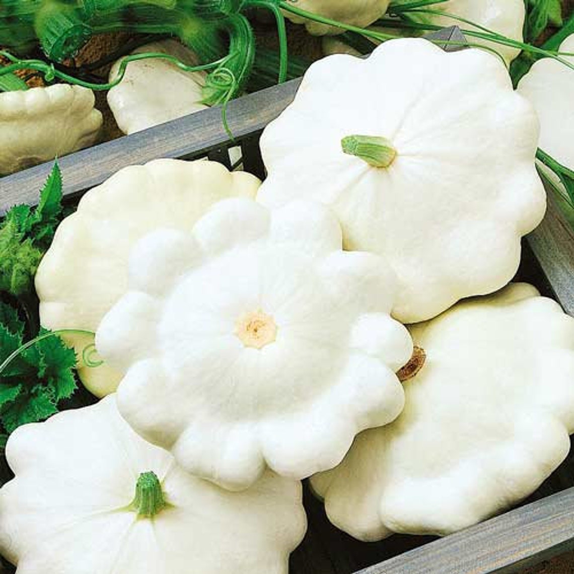 Rare Ukrainian Organic Vegetable Squash Seeds | Etsy