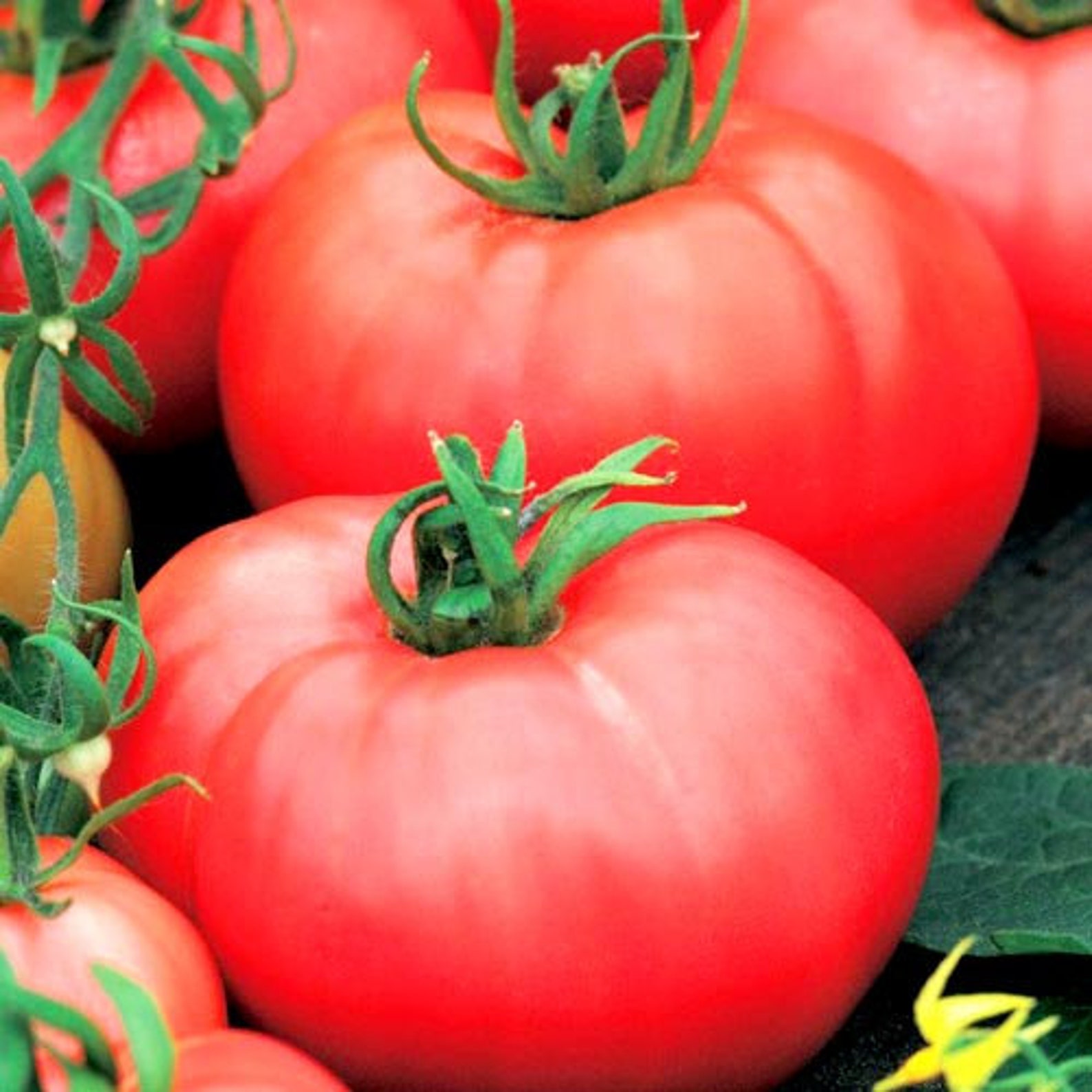 Rare Organic Vegetable Tomato Seeds Hero Heirloom Seeds - Etsy France